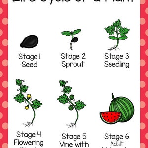 Life Cycle of a Watermelon Science Curriculum Unit. Worksheets ...