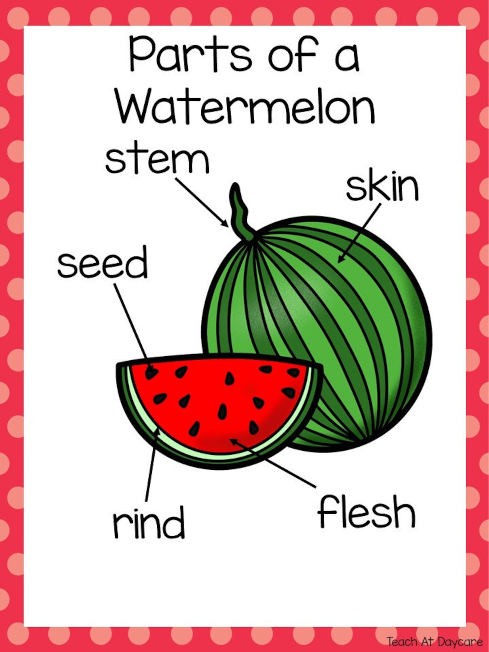 Life Cycle of a Watermelon Science Curriculum Unit. Worksheets ...