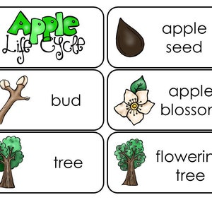 Picture Word Flashcards Curriculum Download. Preschool-kindergarten ...