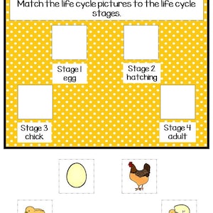 Life Cycle of a Chicken Science Curriculum Unit. Worksheets, Activities ...