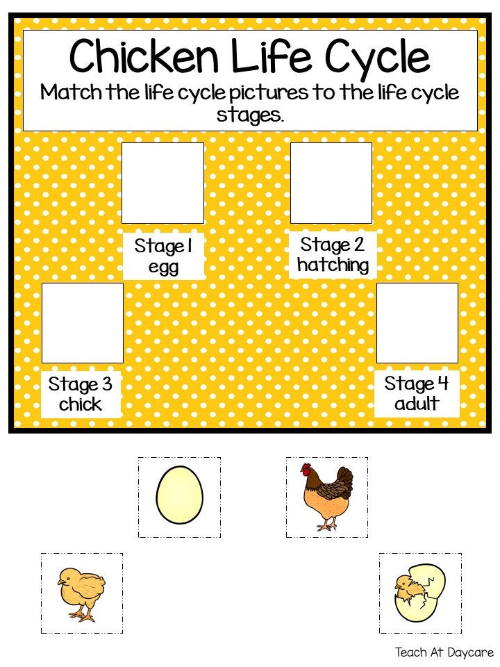Life Cycle of a Chicken Science Curriculum Unit. Worksheets, Activities ...