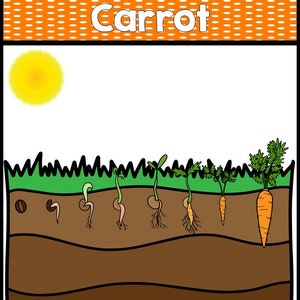 Life Cycle of a Carrot Science Curriculum Unit. Worksheets, Activities ...
