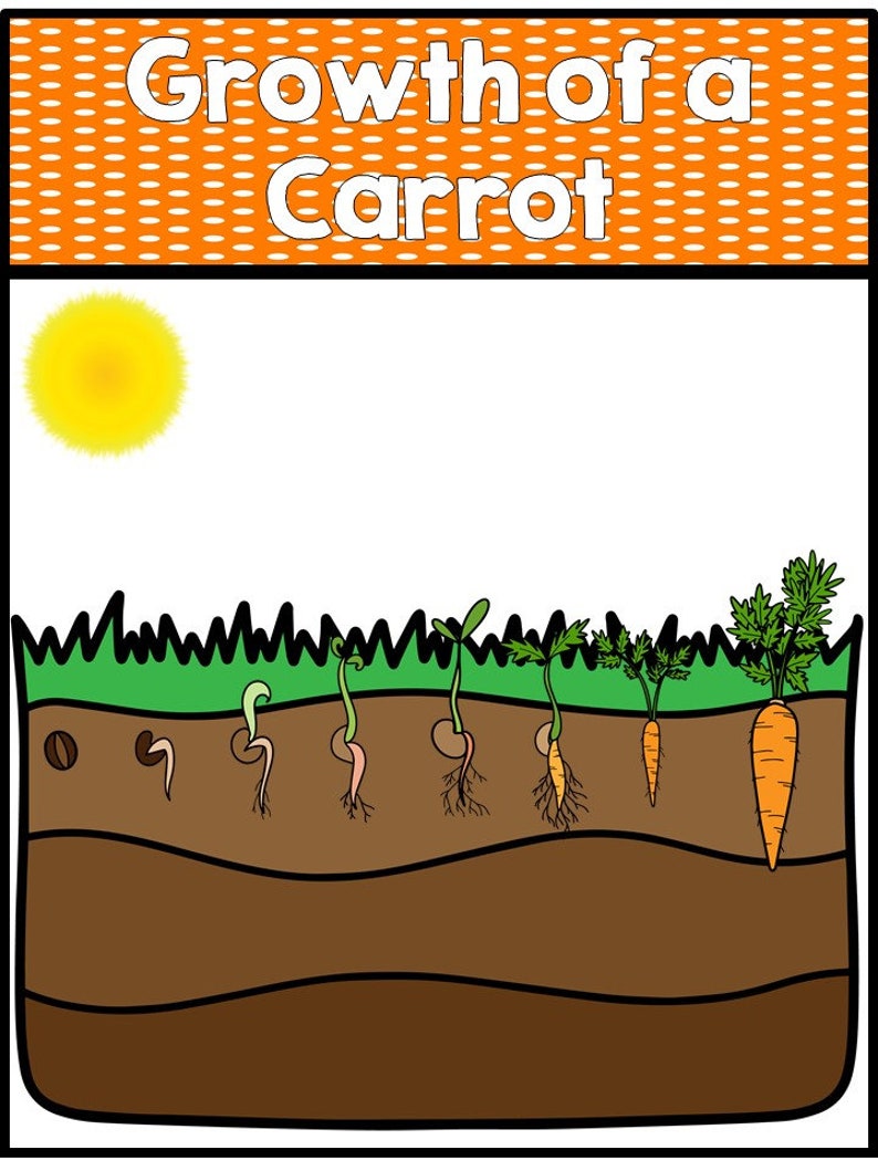 Life Cycle of a Carrot Science Curriculum Unit. Worksheets, Activities ...