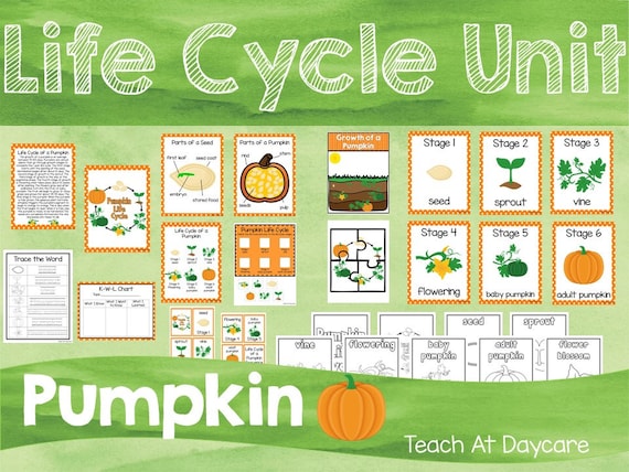 Hojas De Trabajo Sobre El Ciclo De Vida De La Calabaza 🌼Fichas De