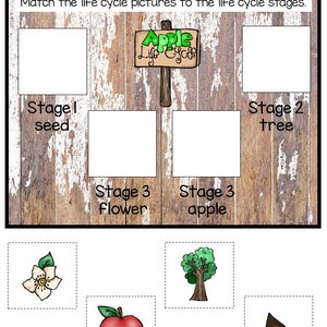 Life Cycle of an Apple Science Curriculum Unit. Worksheets, Activities ...