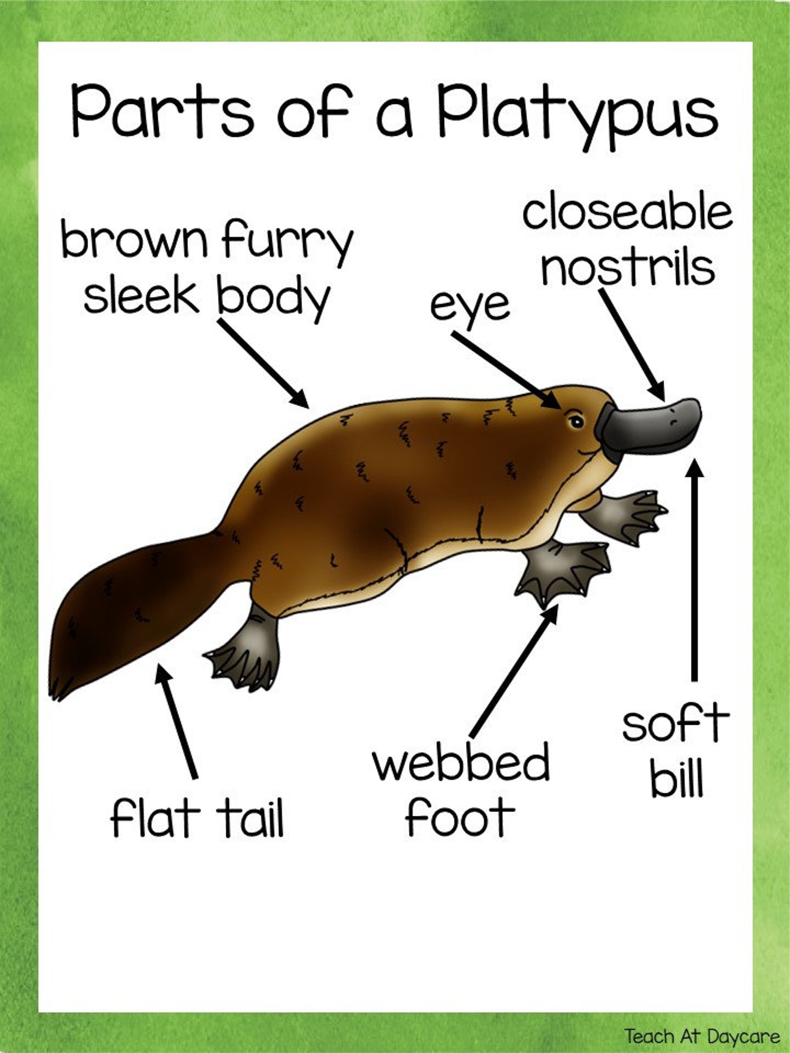 Life Cycle of a Platypus Science Curriculum Unit. Worksheets ...