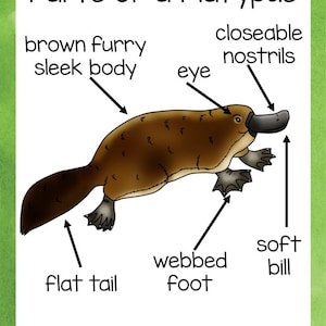 Life Cycle of a Platypus Science Curriculum Unit. Worksheets ...