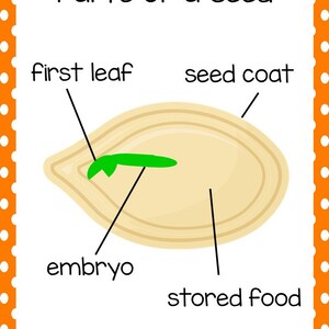 Life Cycle of a Pumpkin Science Curriculum Unit. Worksheets, Activities ...