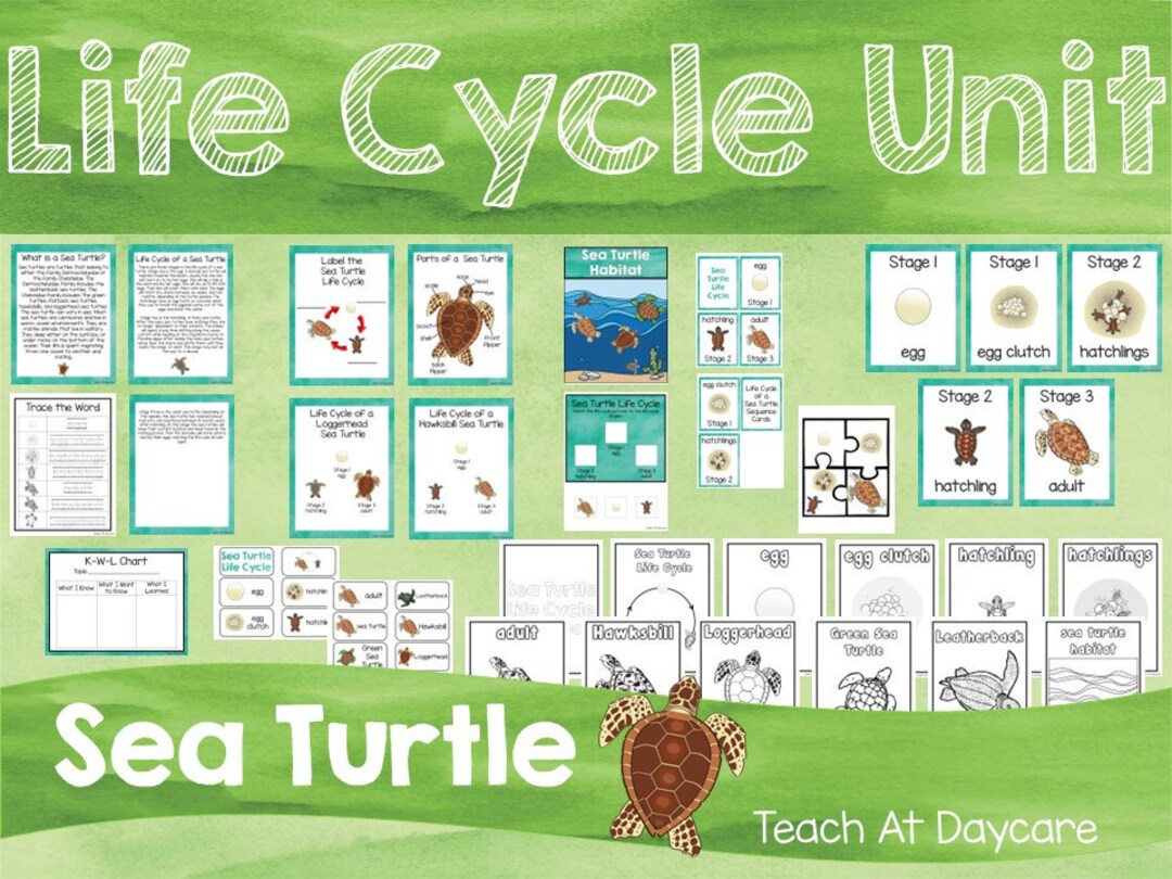Life Cycle of a Sea Turtle Science Curriculum Unit. Worksheets ...