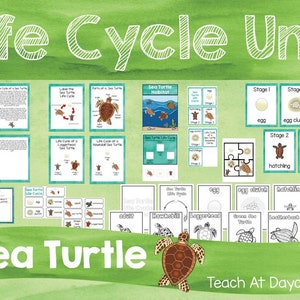 Life Cycle of a Sea Turtle Science Curriculum Unit. Worksheets ...