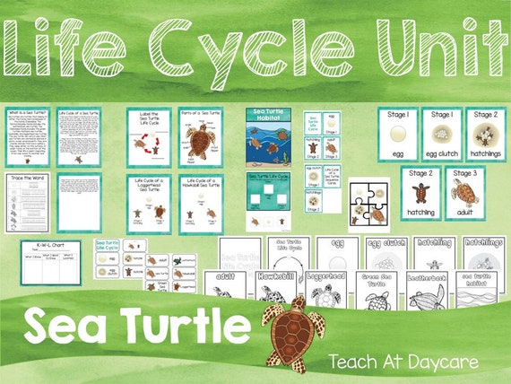 Life Cycle Turtle Worksheet