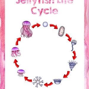 Life Cycle of a Jellyfish Science Curriculum Unit. Worksheets ...