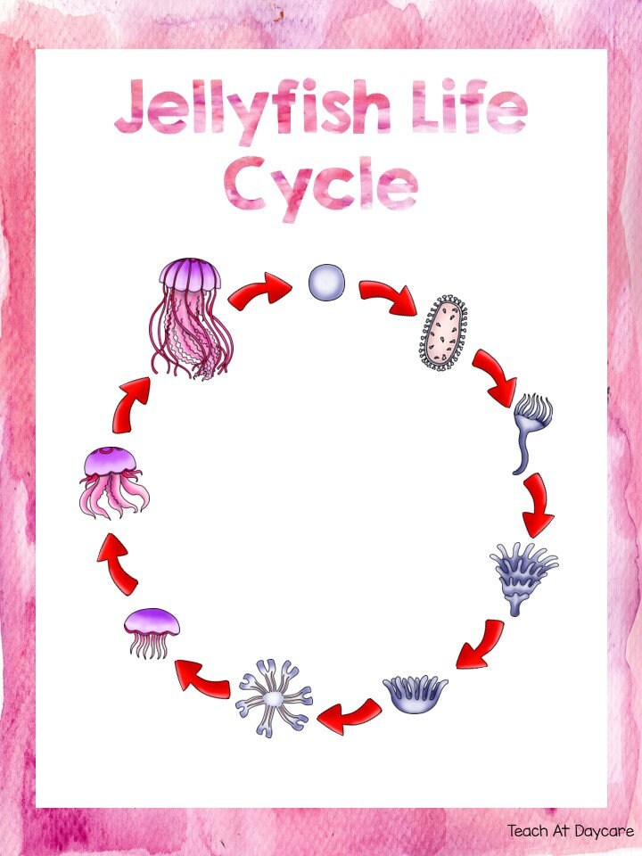 Life Cycle of a Jellyfish Science Curriculum Unit. Worksheets ...