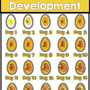 Life Cycle of a Chicken Science Curriculum Unit. Worksheets, Activities ...