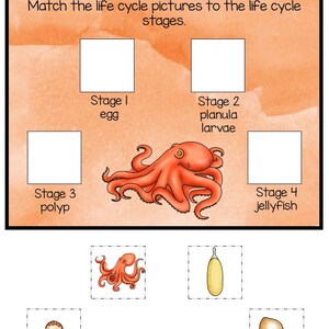 Life Cycle of an Octopus Science Curriculum Unit. Worksheets ...