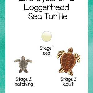 Life Cycle of a Sea Turtle Science Curriculum Unit. Worksheets ...