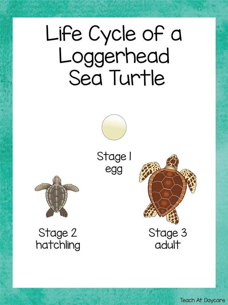 Life Cycle of a Sea Turtle Science Curriculum Unit. Worksheets ...