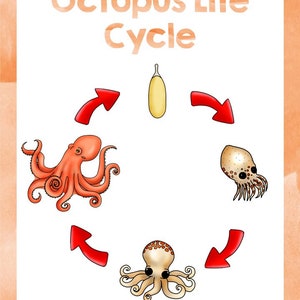 Life Cycle of an Octopus Science Curriculum Unit. Worksheets ...