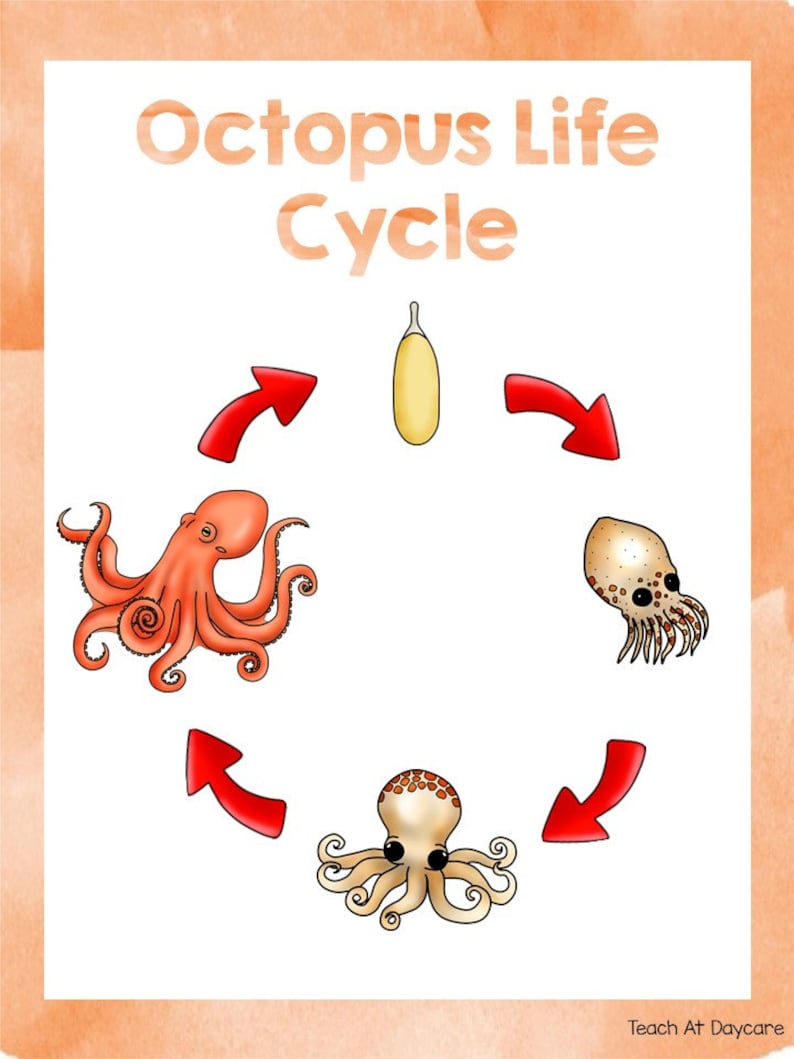 Life Cycle of an Octopus Science Curriculum Unit. Worksheets ...