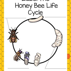 Life Cycle of a Honey Bee Science Curriculum Unit. Worksheets ...
