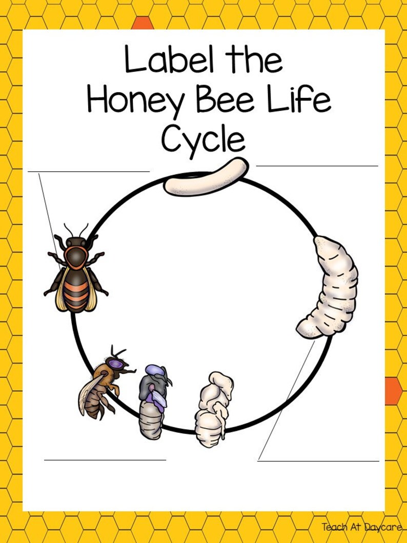 Life Cycle of a Honey Bee Science Curriculum Unit. Worksheets ...