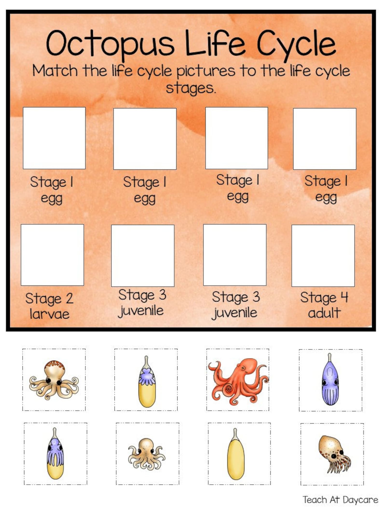 Life Cycle of an Octopus Science Curriculum Unit. Worksheets ...