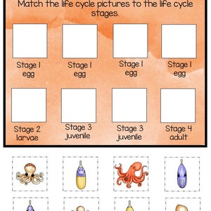Life Cycle of an Octopus Science Curriculum Unit. Worksheets ...