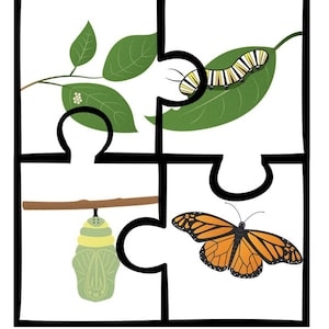 Life Cycle of a Butterfly Science Curriculum Unit. Worksheets ...
