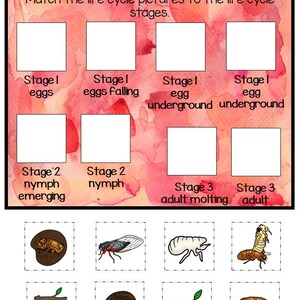 Life Cycle of a Cicada Science Curriculum Unit. Worksheets, Activities ...