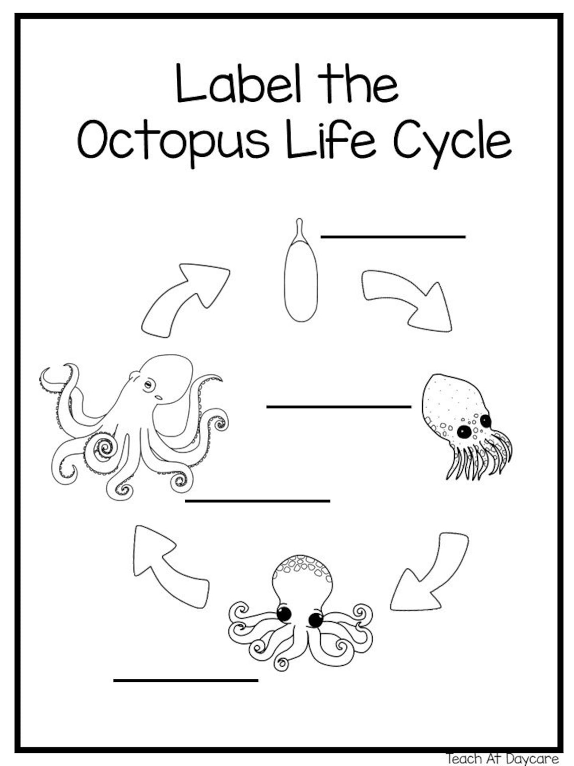 Life Cycle of an Octopus Science Curriculum Unit. Worksheets ...