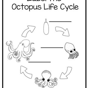 Life Cycle of an Octopus Science Curriculum Unit. Worksheets ...