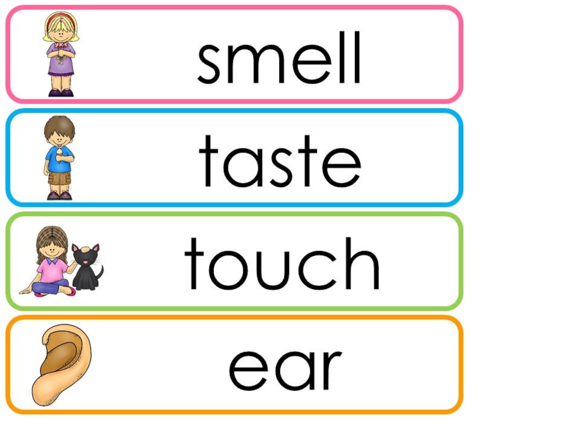 Our Five Senses Single Week Themed Word Wall Set. Classroom - Etsy