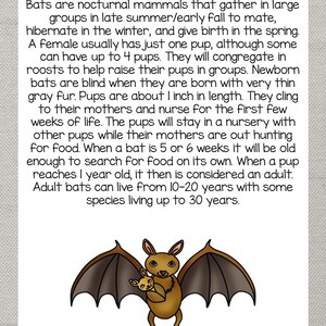 Life Cycle of a Bat Science Curriculum Unit. Worksheets, Activities ...