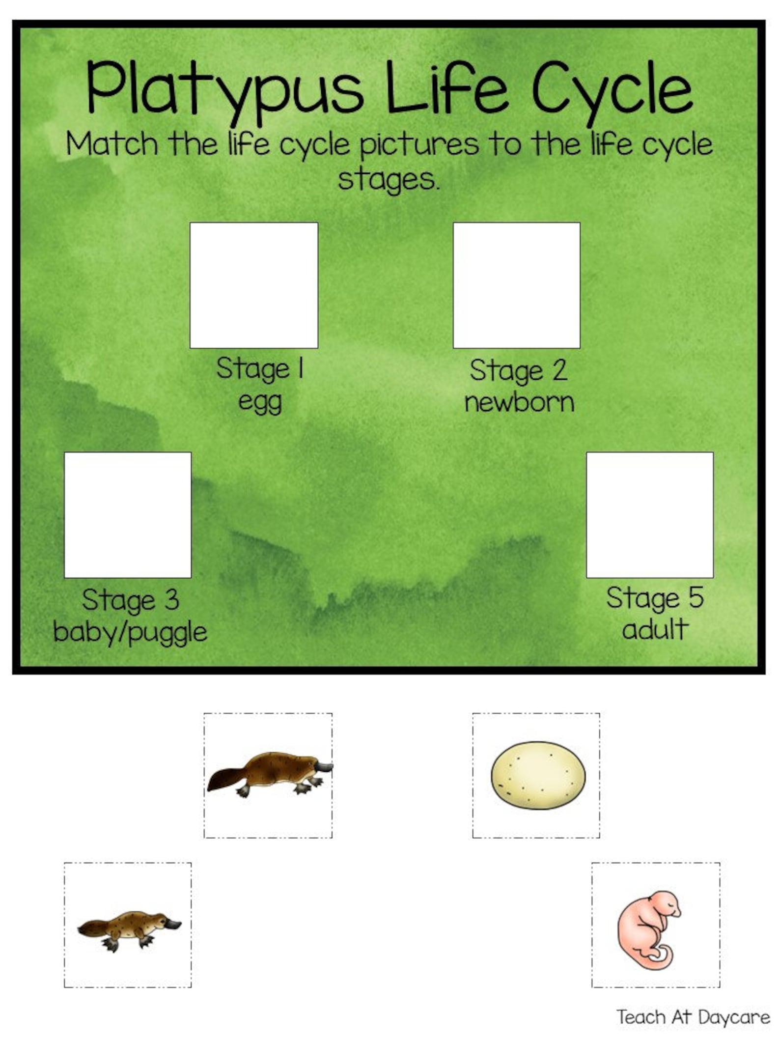 Life Cycle of a Platypus Science Curriculum Unit. Worksheets ...