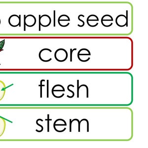 Apples Single Week Themed Word Wall Set. Classroom Bulletin Board ...