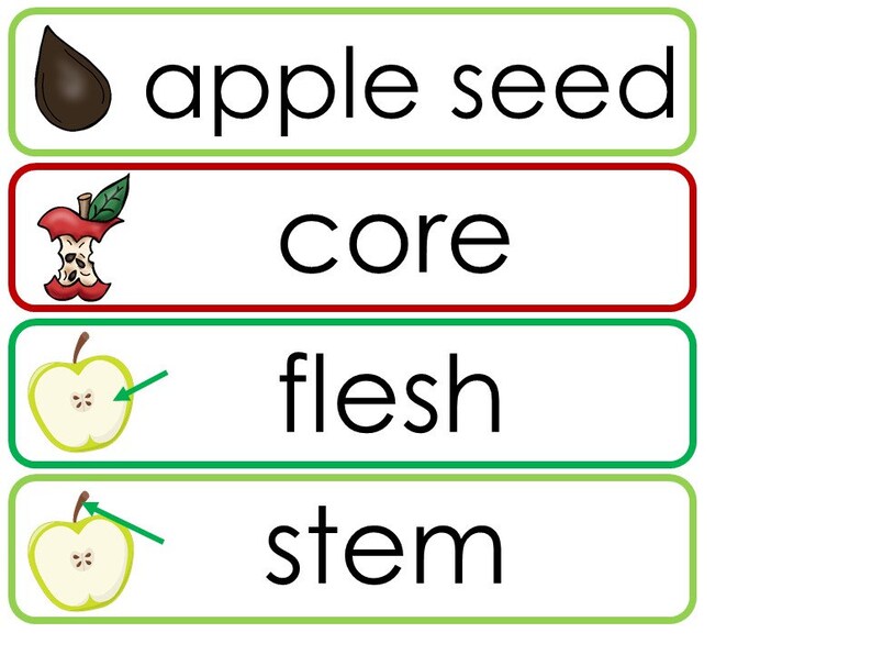 Apples Single Week Themed Word Wall Set. Classroom Bulletin - Etsy