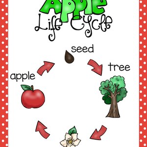 Life Cycle of an Apple Science Curriculum Unit. Worksheets, Activities ...