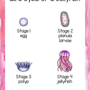 Life Cycle of a Jellyfish Science Curriculum Unit. Worksheets ...