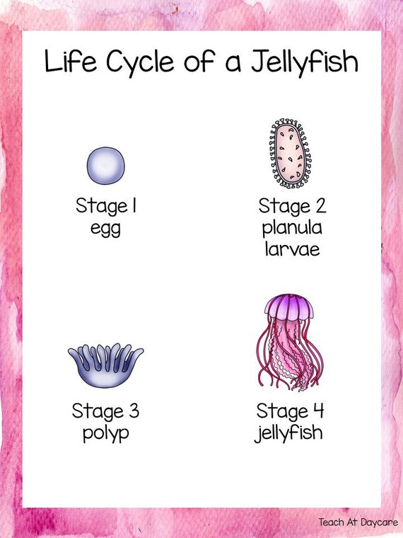Jellyfish Life Cycle Labeled