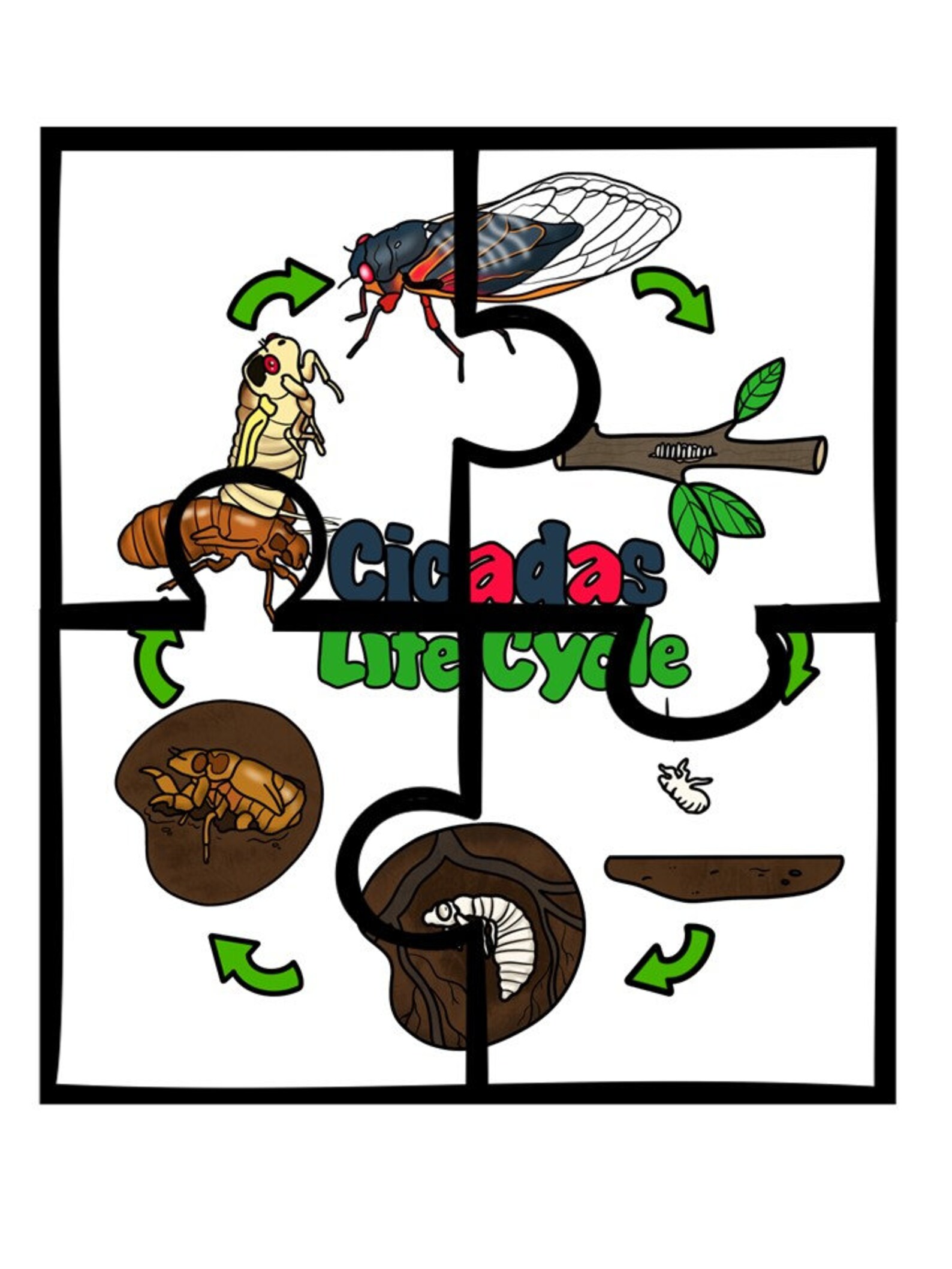 Life Cycle of a Cicada Science Curriculum Unit. Worksheets, Activities ...