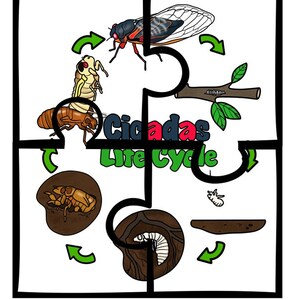 Life Cycle of a Cicada Science Curriculum Unit. Worksheets, Activities ...
