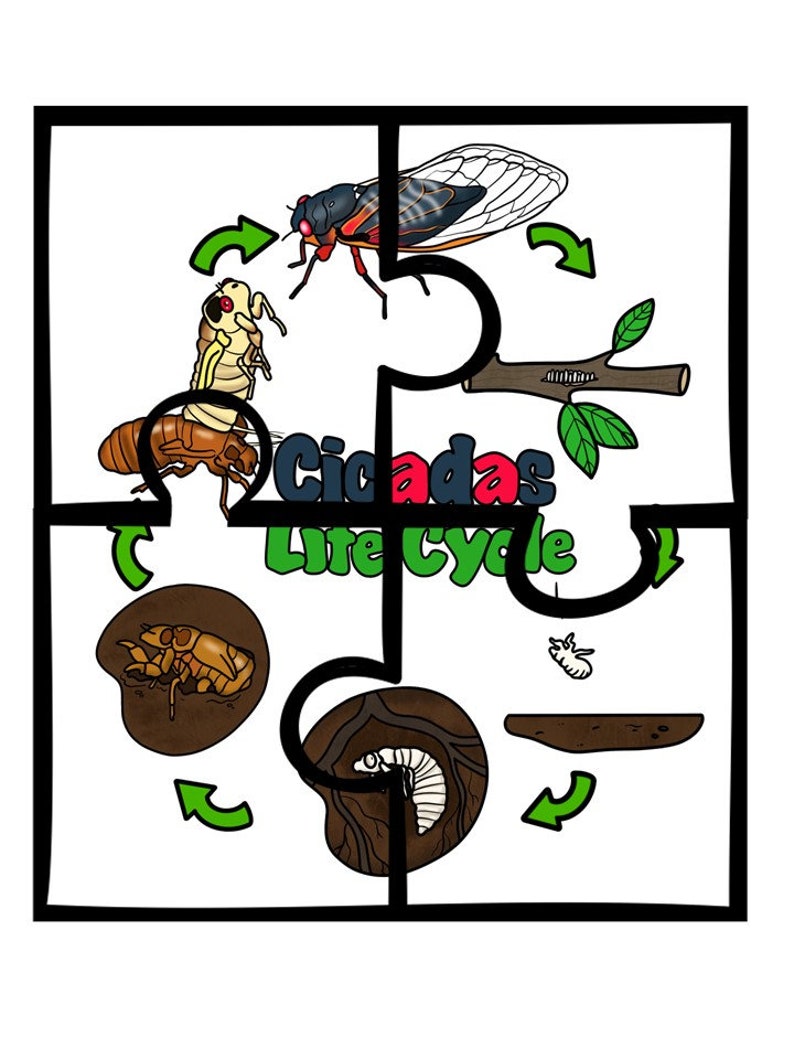 Life Cycle of a Cicada Science Curriculum Unit. Worksheets, Activities ...