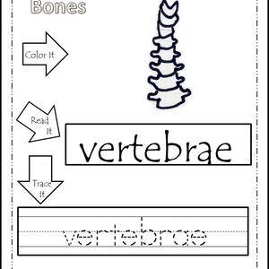20 Our Bones Printable Worksheets. Color, Read, Trace. Preschool and ...