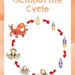 Life Cycle of an Octopus Science Curriculum Unit. Worksheets ...