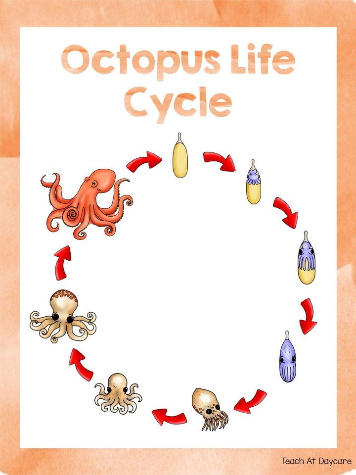 Life Cycle of an Octopus Science Curriculum Unit. Worksheets ...