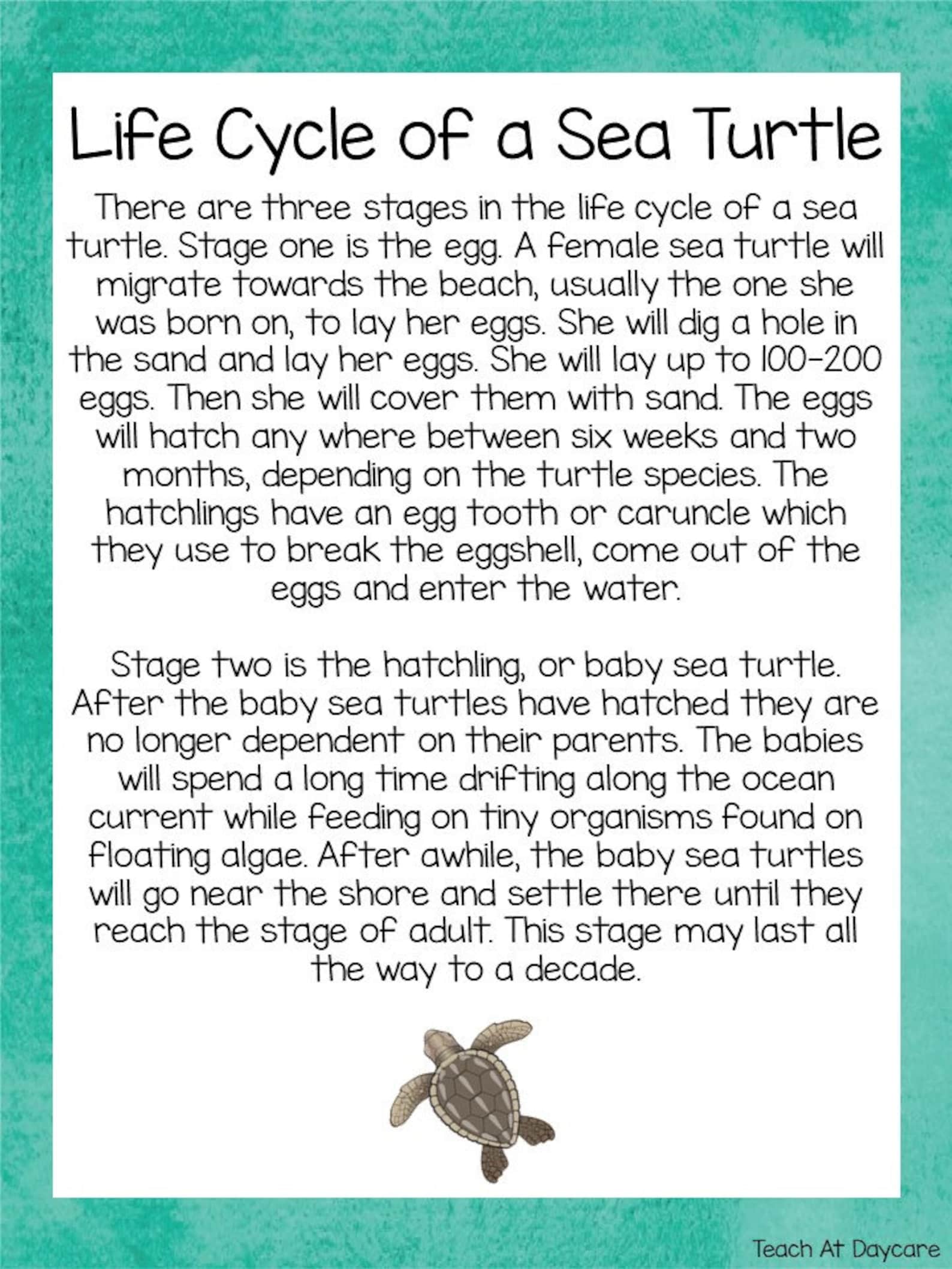 Life Cycle of a Sea Turtle Science Curriculum Unit. Worksheets ...