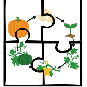Life Cycle of a Pumpkin Science Curriculum Unit. Worksheets, Activities ...
