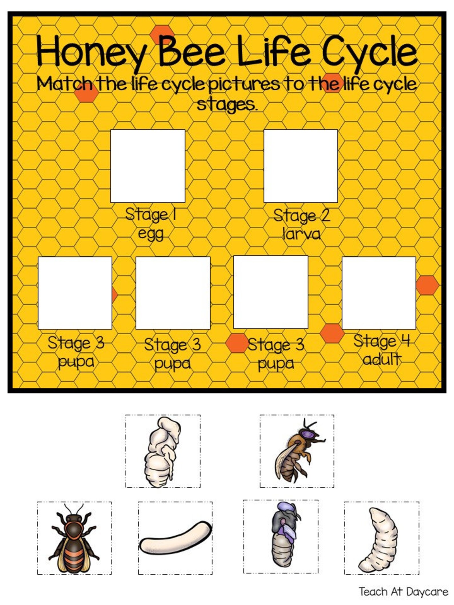 Life Cycle of a Honey Bee Science Curriculum Unit. Worksheets ...