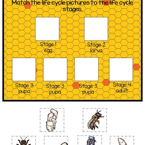 Life Cycle of a Honey Bee Science Curriculum Unit. Worksheets ...