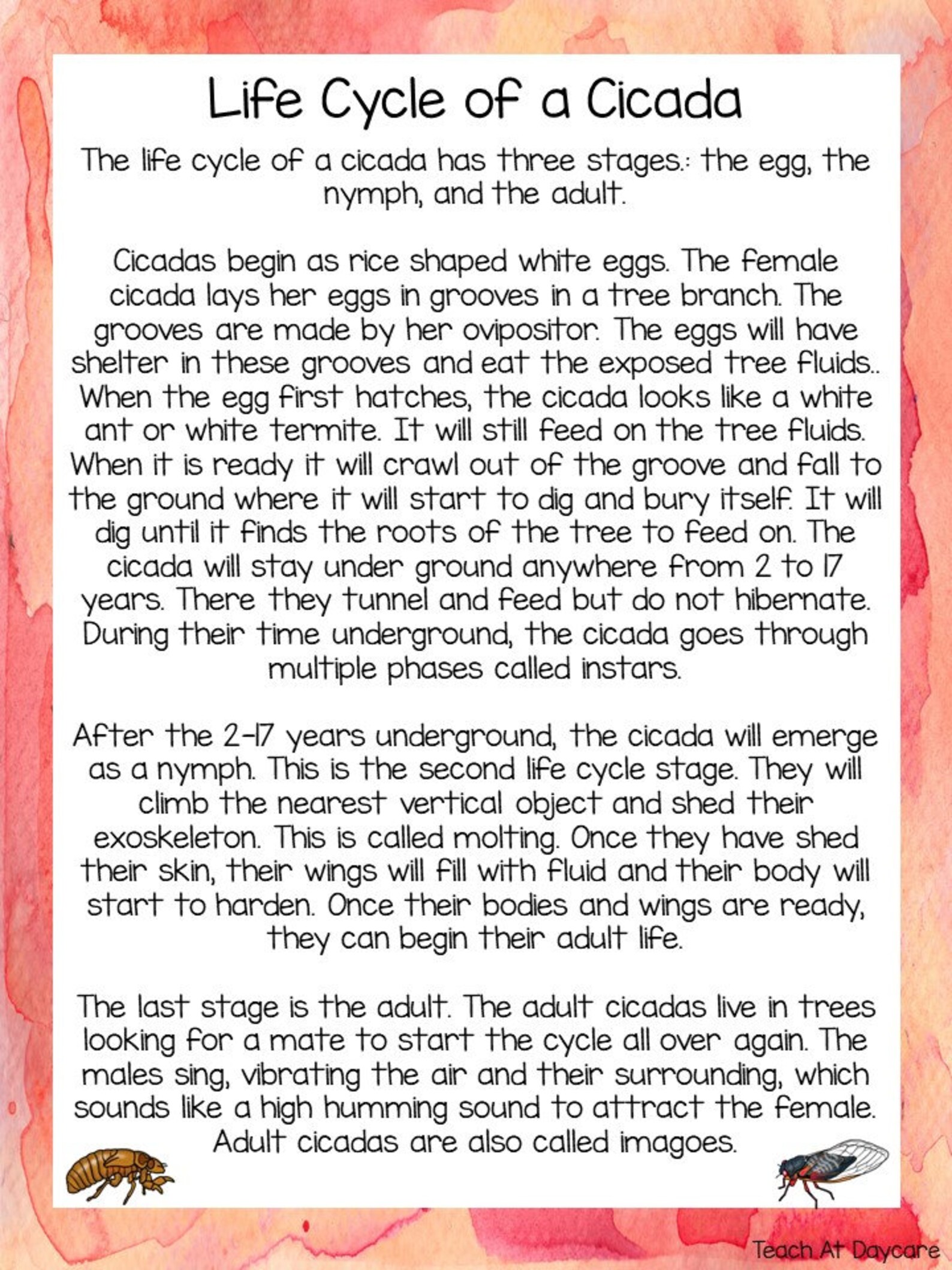 Life Cycle of a Cicada Science Curriculum Unit. Worksheets, Activities ...